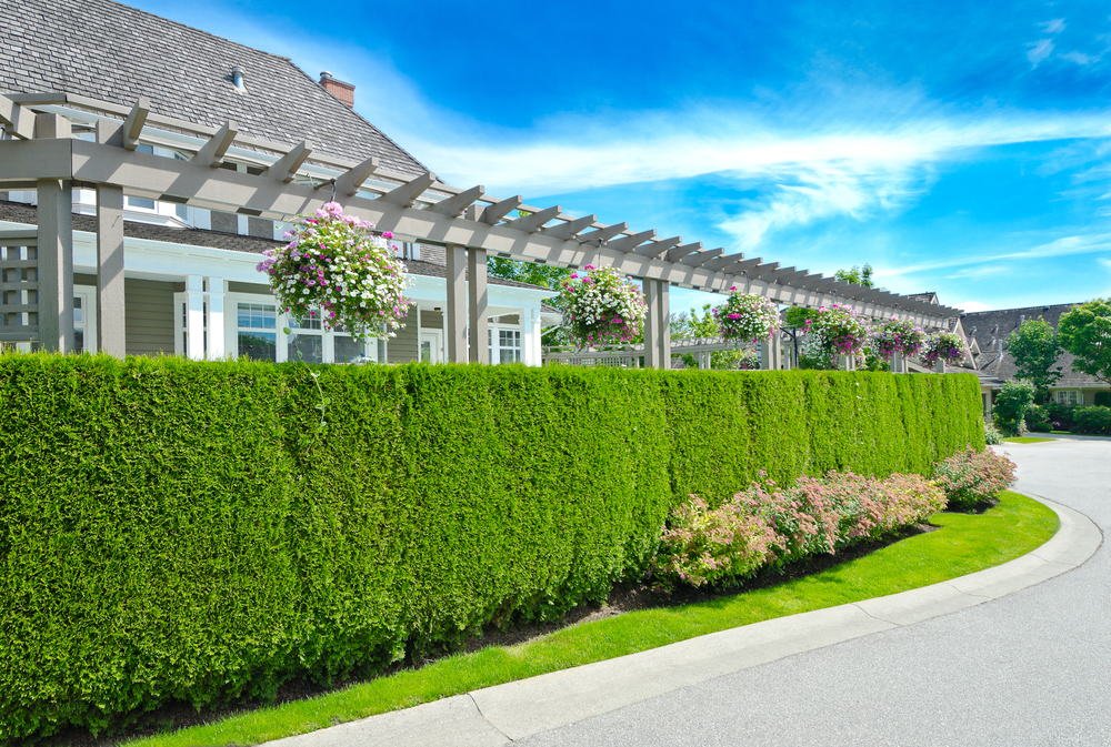 Quels sont les différents types de clôtures de jardin végétales