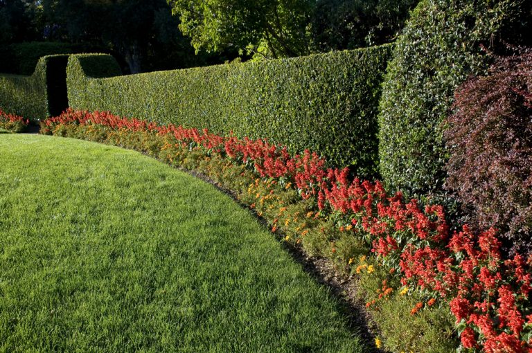 Focus sur les différentes plantes pour créer une clôture végétale